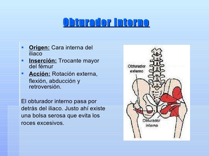 Trabajo de anatomía