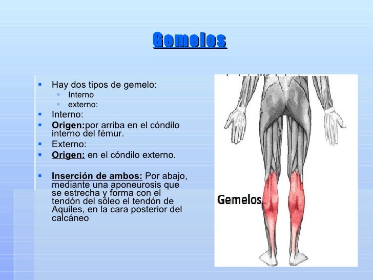 Trabajo de anatomía