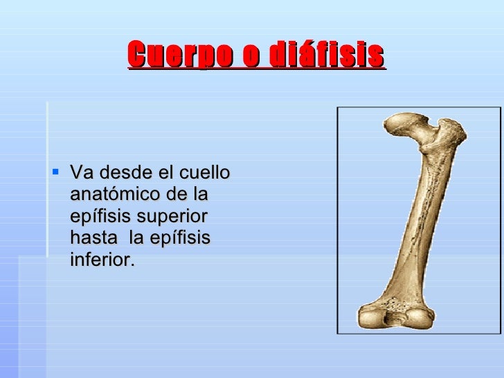 Trabajo de anatomía