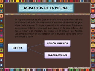SISTEMA MUSCULAR | PPTX