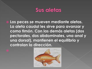 PECES Y ANFIBIOS | PPTX