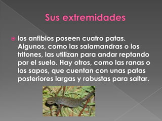 PECES Y ANFIBIOS | PPTX