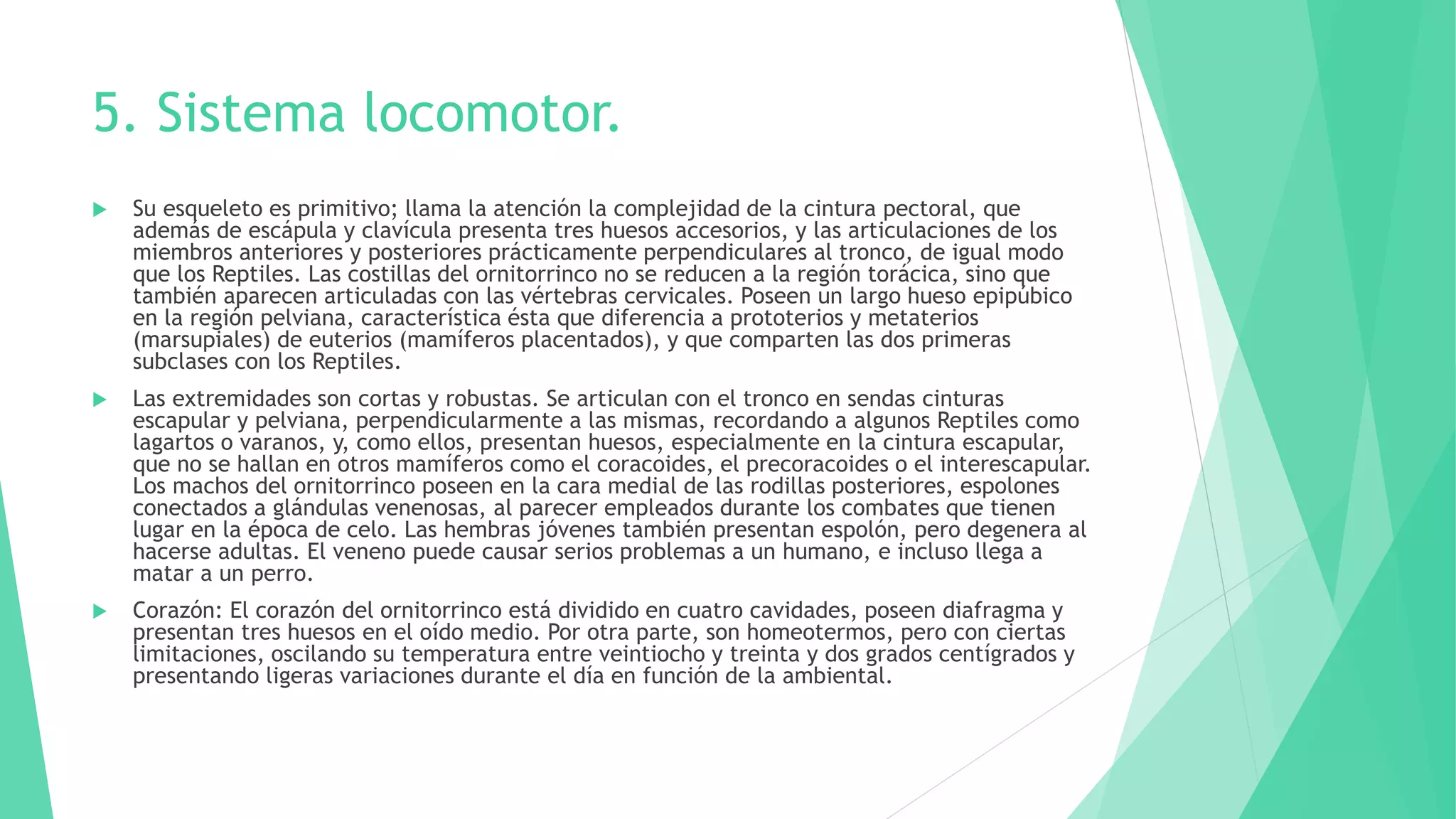 El Ornitorrinco | PPTX