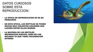REPRODUCCIÓN EN REPTILES | PPTX