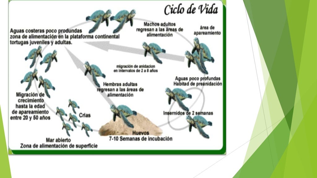 REPRODUCCIÓN EN REPTILES