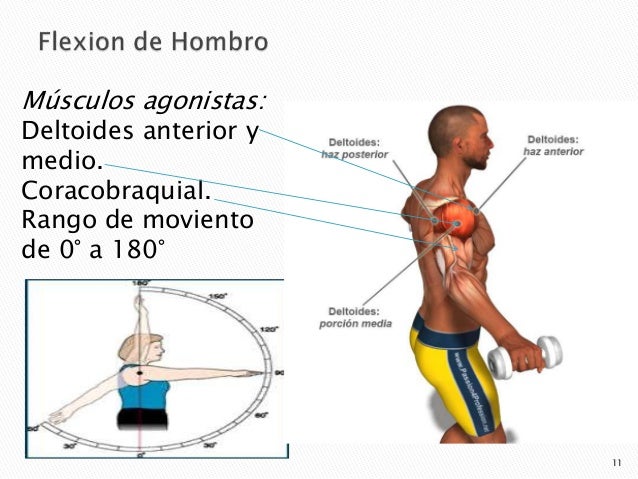 Flexion Y Extension De Hombro