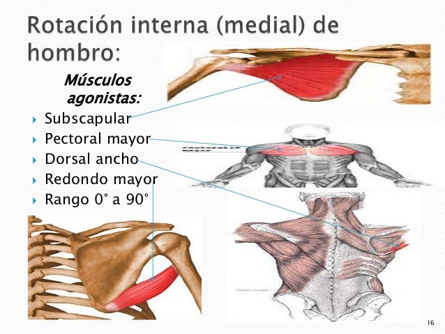 Flexion Y Extension De Hombro