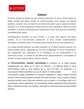 circunvolucion lobulo parietal seccion 3 | DOCX