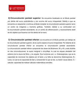 circunvolucion lobulo parietal seccion 3 | DOCX