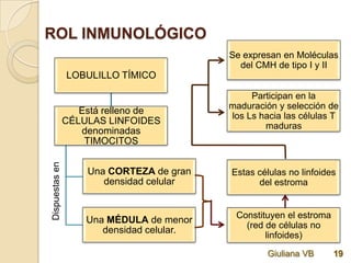 ÓRGANOS PRIMARIOS DEL SISTEMA INMUNE | PPTX
