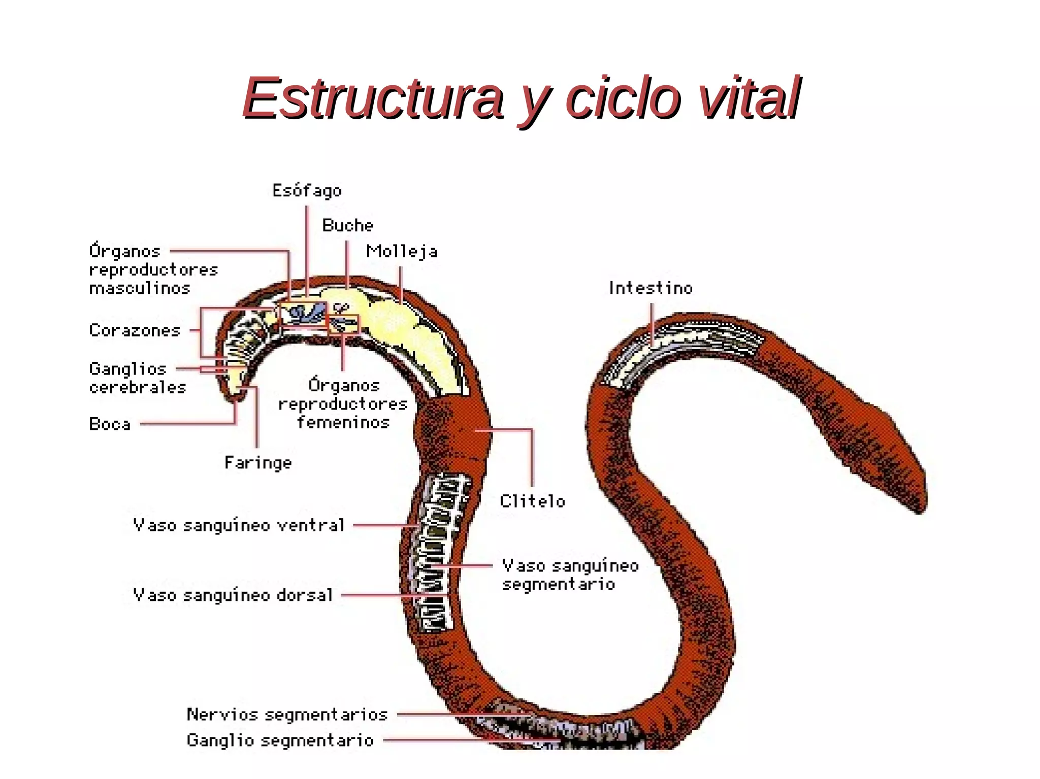 Trabajo de la lombriz intestinal | PPT