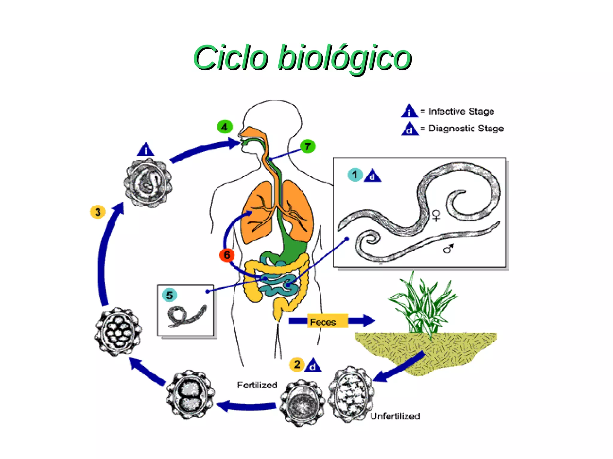 Trabajo de la lombriz intestinal | PPT