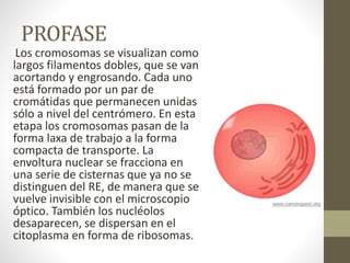Trabajo de la mitosis y meiosis | PPT