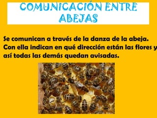 LAS ABEJAS | PPTX