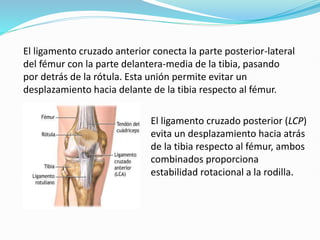 TRABAJO DE LIGAMENTOS CRUZADOS ANTERIOR PPT.pptx