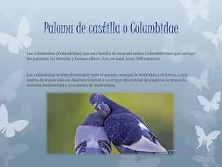 trabajo de palomas | PPTX