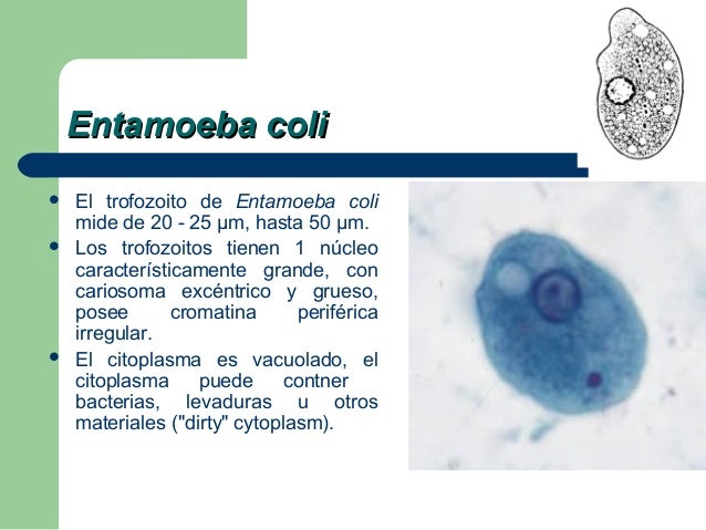 Entamoeba Coli Tratamiento