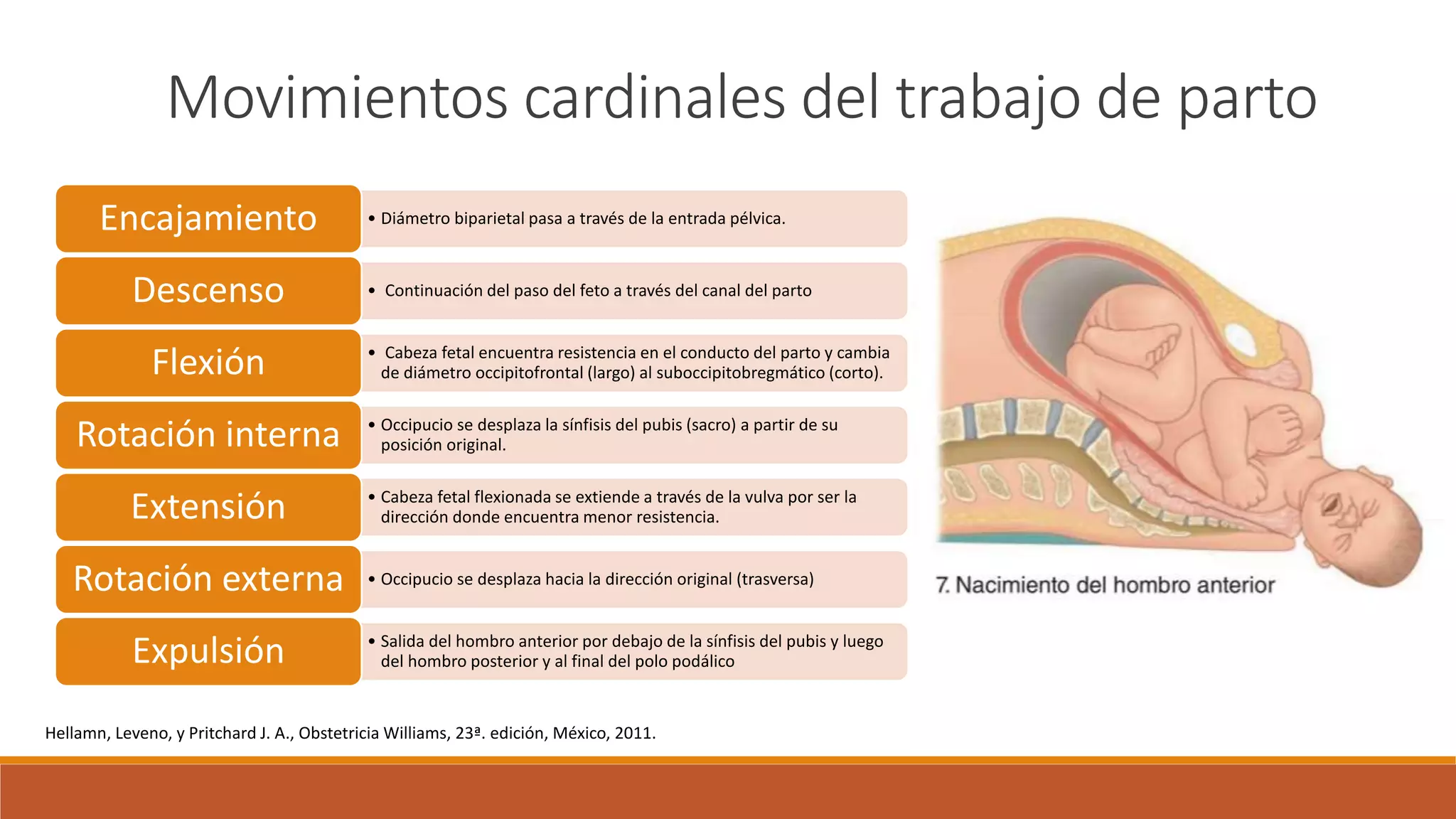 Trabajo, mecanismos y atención del parto | PPTX