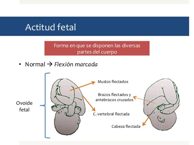 Trabajo de parto fisiologico