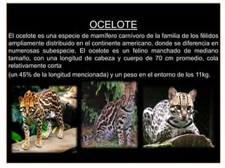 LOS FELINOS | PPTX