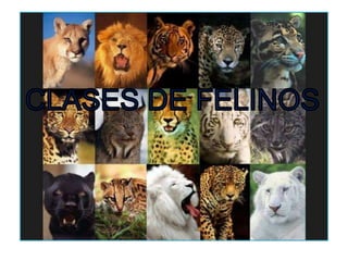 LOS FELINOS | PPTX