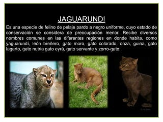 LOS FELINOS | PPTX