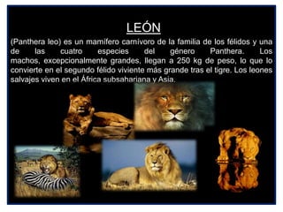 LOS FELINOS | PPTX