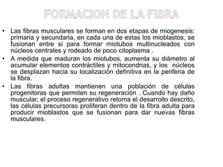 musculatura tonica y fasica | PPT