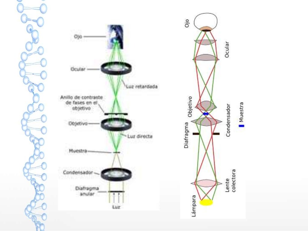 Microscopia de contraste de fases - virfactory