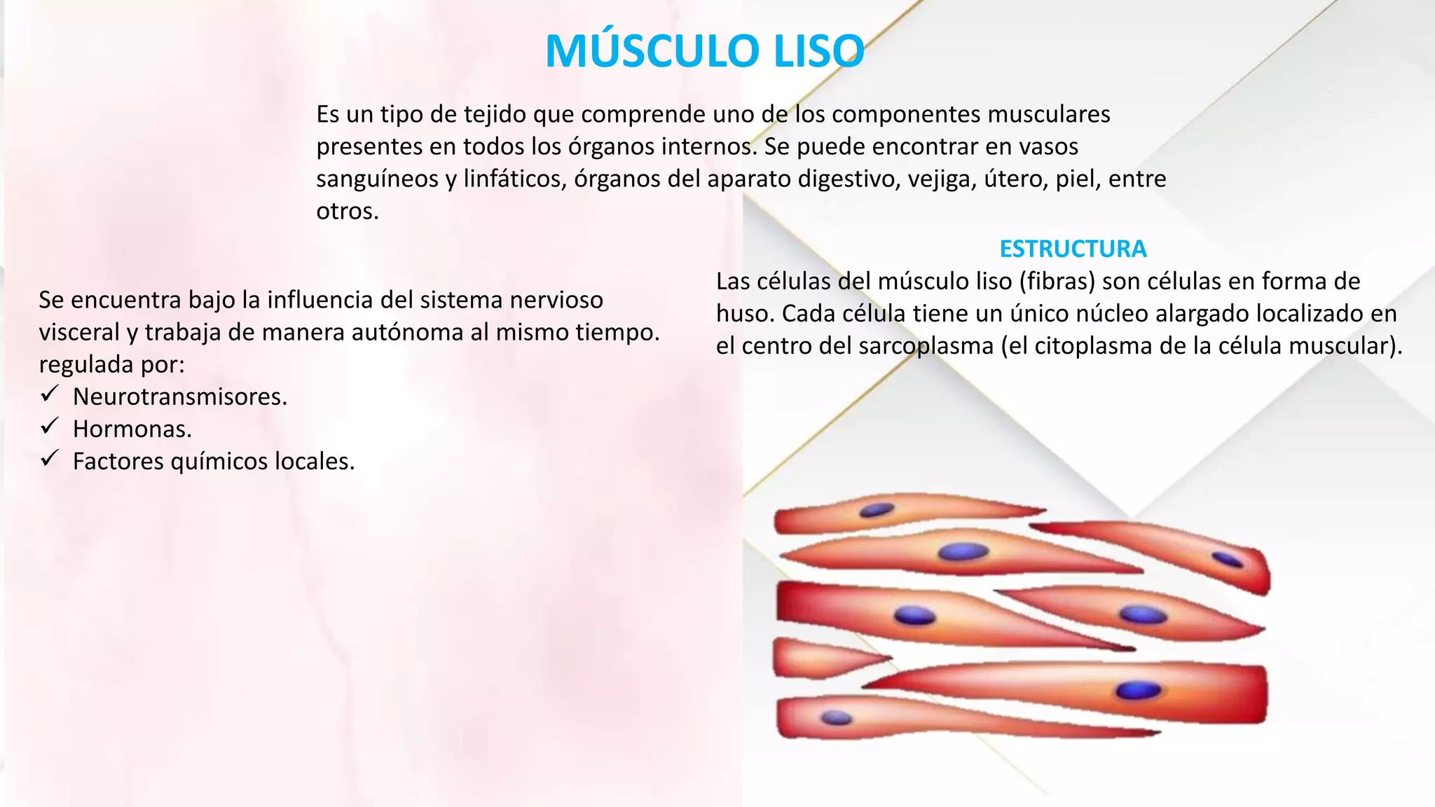 Musculo Liso Vs. Musculo Estriado: ¿Cuál Es La Diferencia? – YOFR