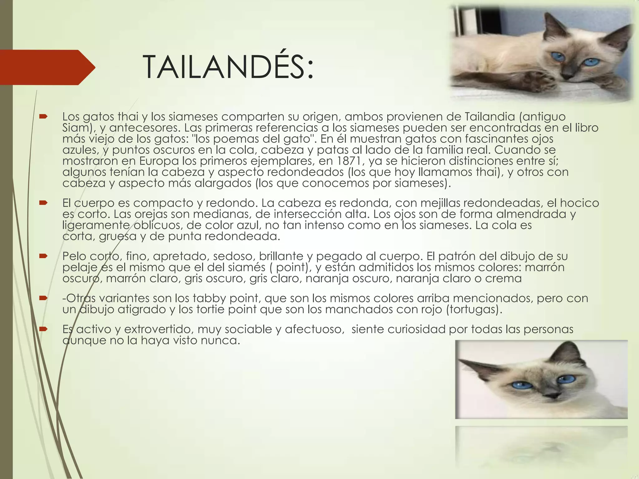 Trabajo final razas de gatos | PPT