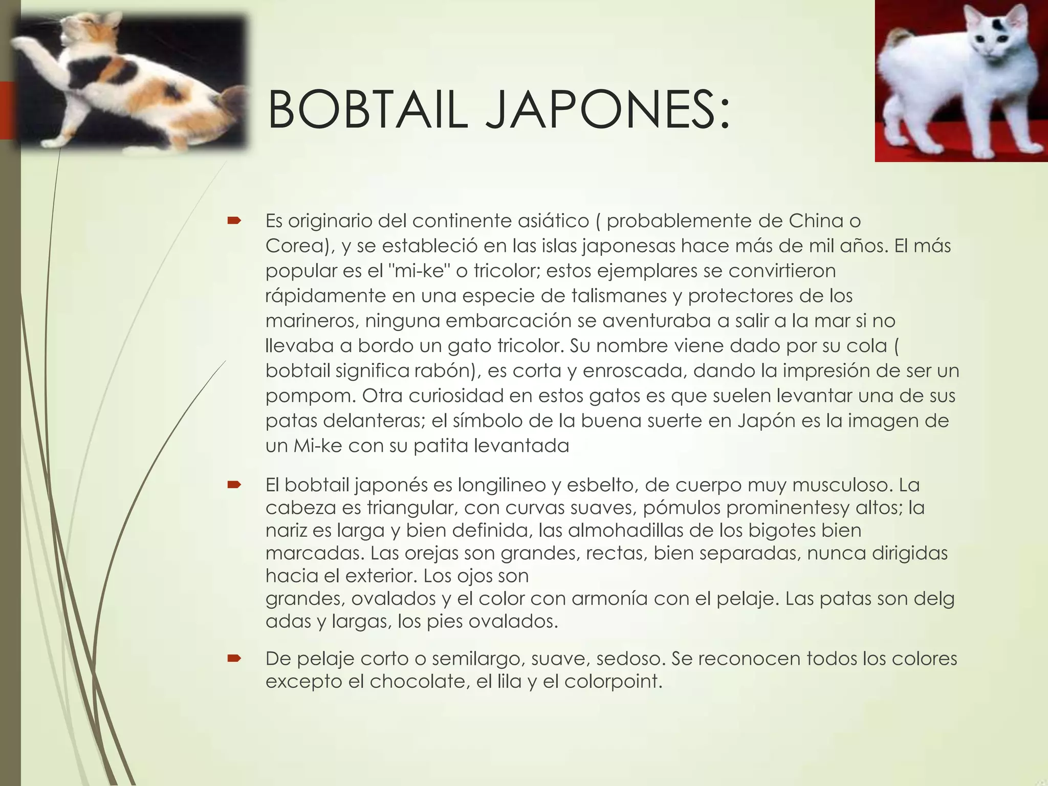 Trabajo final razas de gatos | PPT