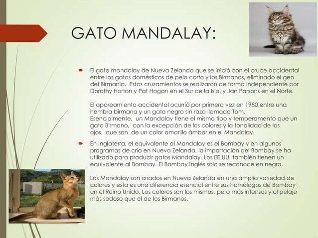Trabajo final razas de gatos | PPT
