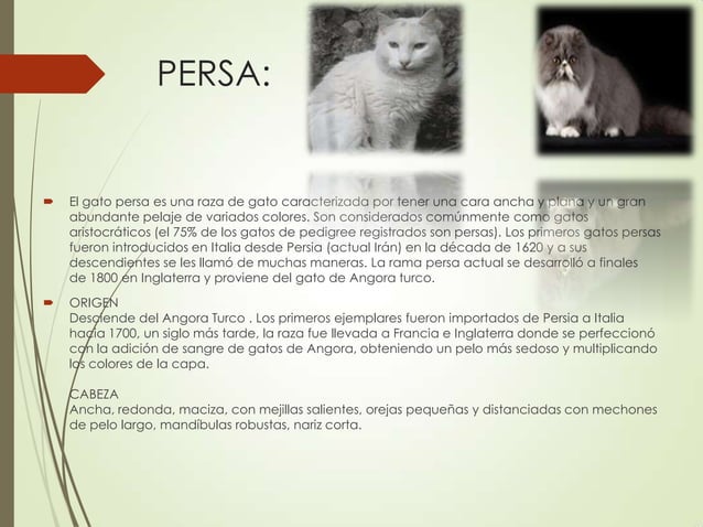 Trabajo final razas de gatos | PPT