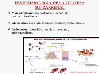Glándulas Suprarrenales | Conceptos y Descripciones | PPTX