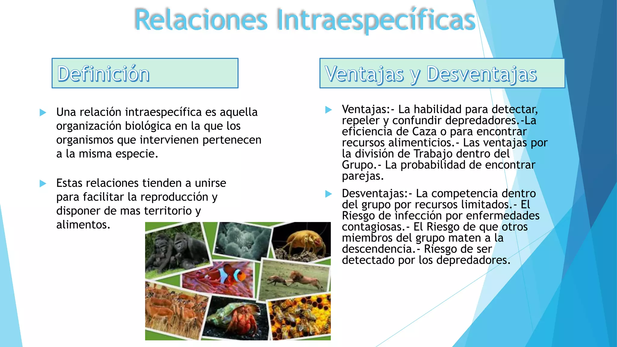 Relaciones Intraespecíficas por Valeria Paredes | PPTX