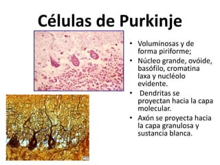 Trabajo histología cerebelo | PPTX