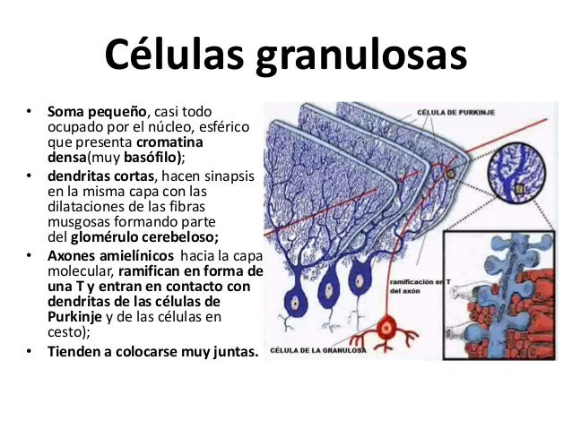 Trabajo histología cerebelo