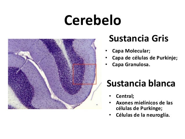 Trabajo histología cerebelo