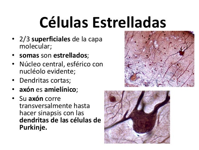 Trabajo histología cerebelo