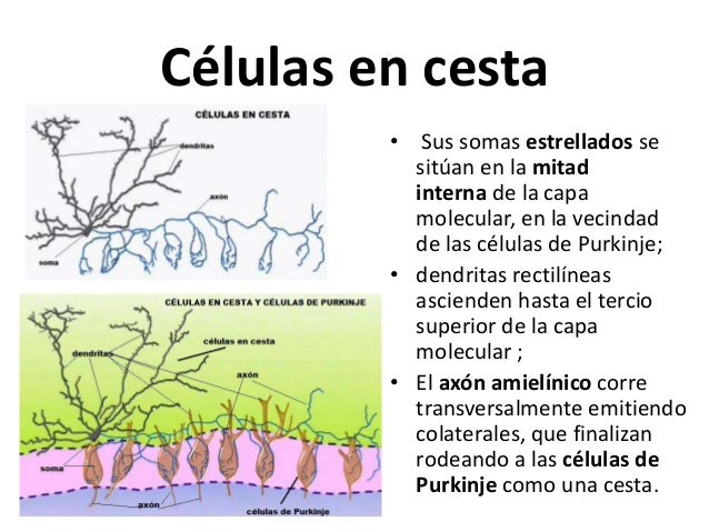 Trabajo histología cerebelo