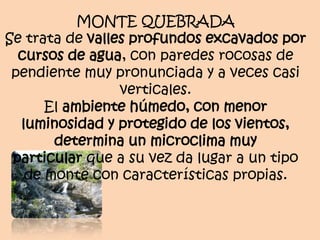 Bosques del Uruguay | PPTX