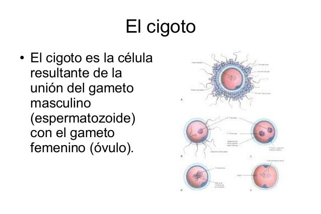 Trabajo juanma y adri la fecundación