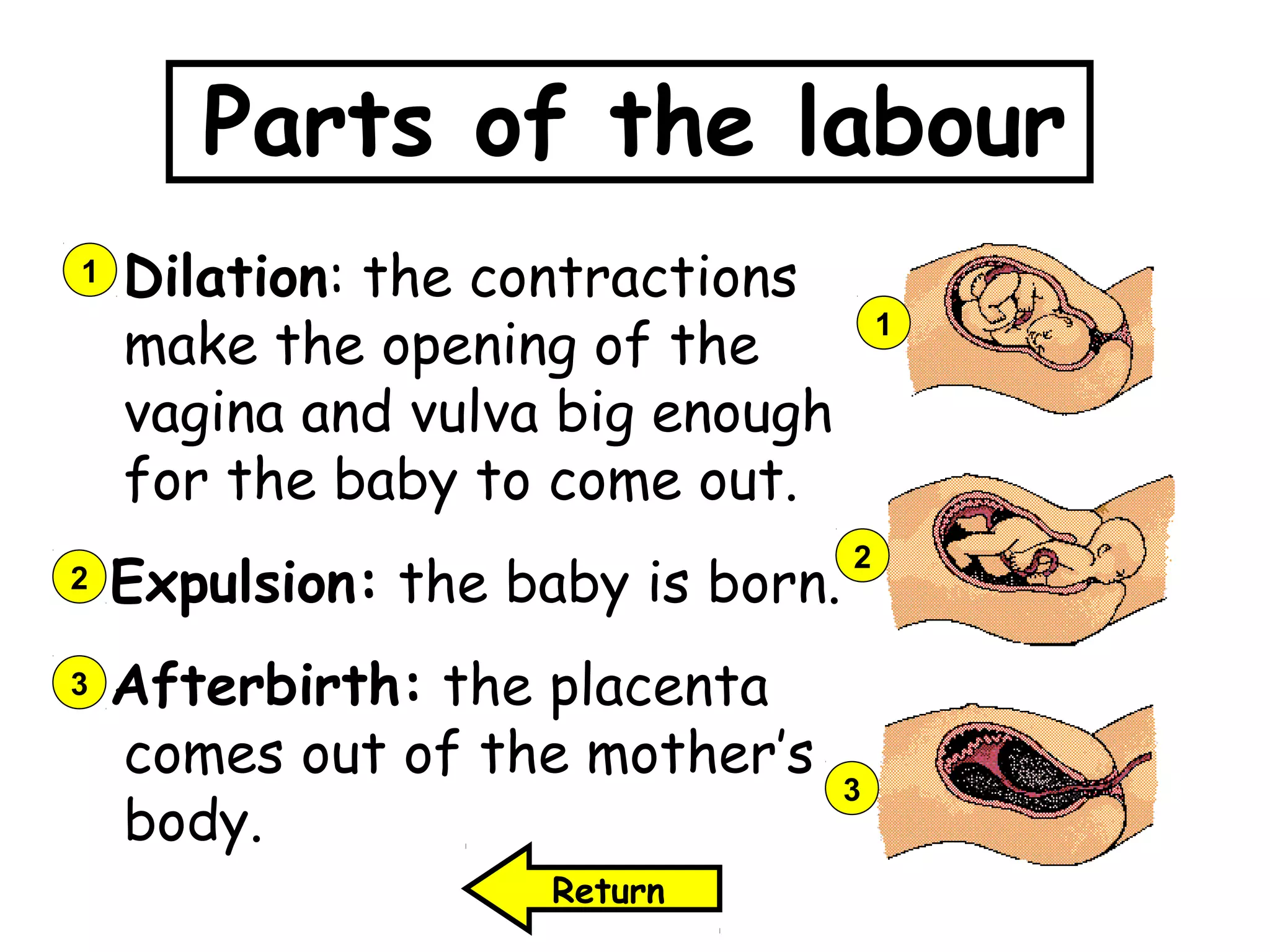 Human reproduction | PPT
