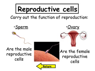 Human reproduction | PPT