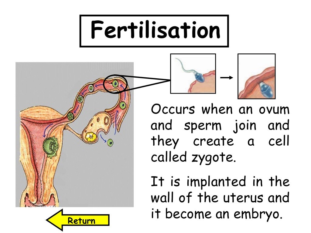 Human reproduction