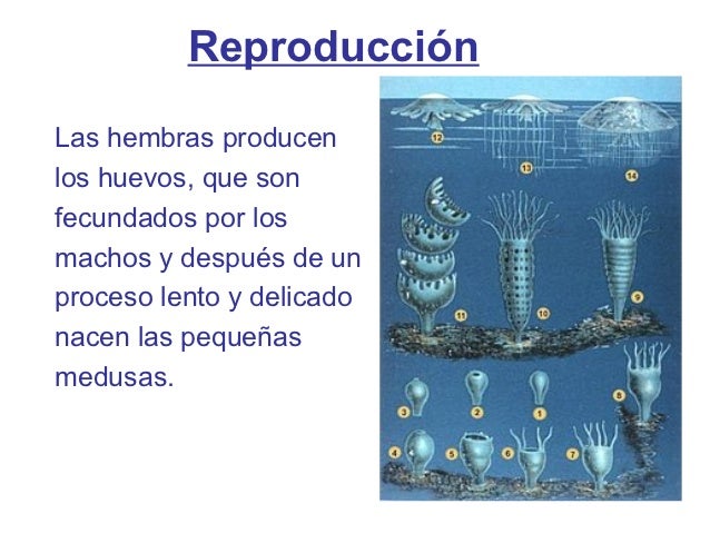 Partes Del Cuerpo De La Medusa