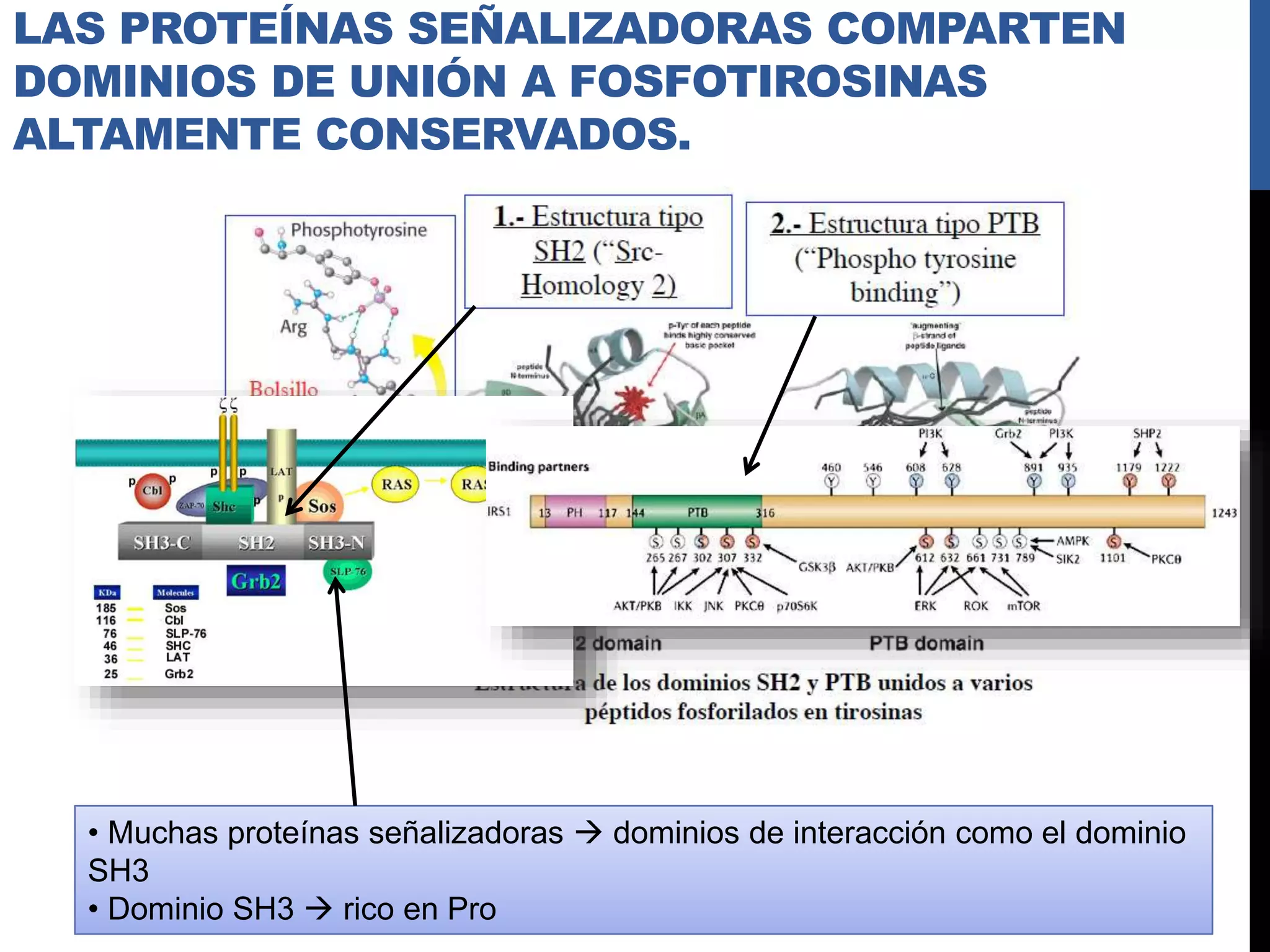 Vías de señalización en la activación de la transcripción génica ...