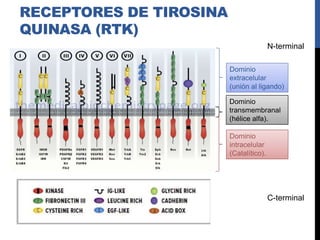 Vías de señalización en la activación de la transcripción génica ...