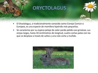 trabajo N°1 definiciones de tema de conejos | PPTX